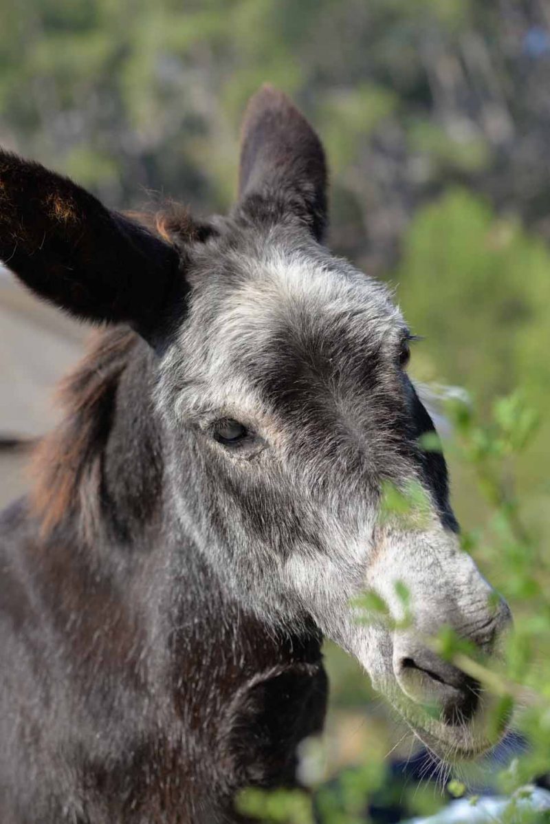 Oh no the donkeys got a lump! - Gocek Animal Rescue