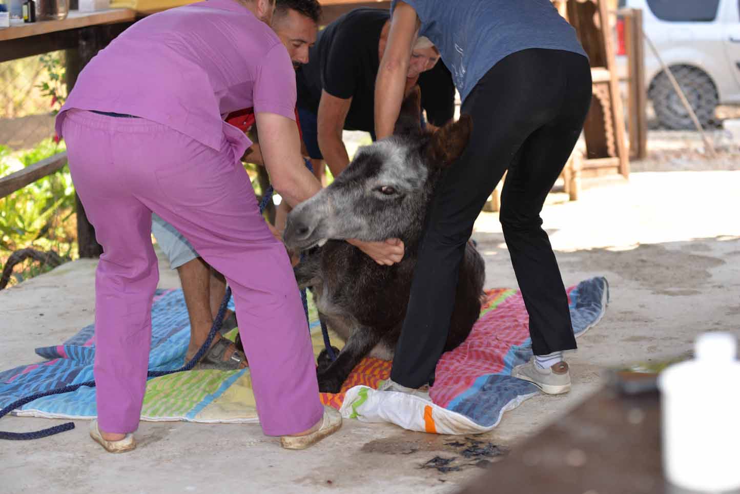 Oh no the donkeys got a lump! - Gocek Animal Rescue
