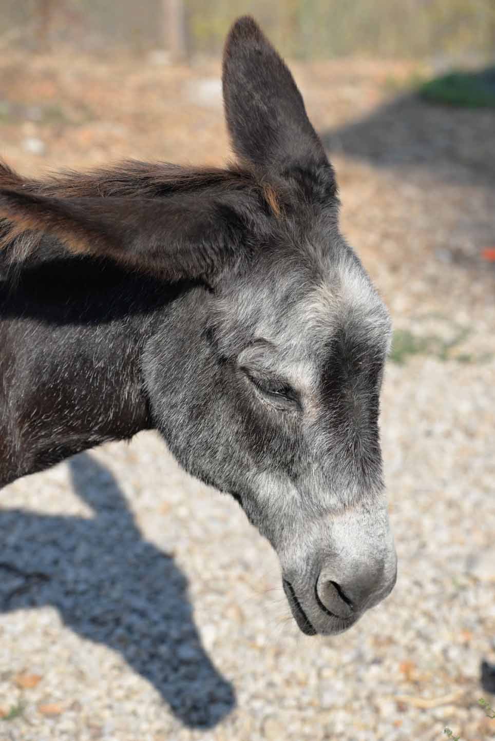 Oh no the donkeys got a lump! - Gocek Animal Rescue